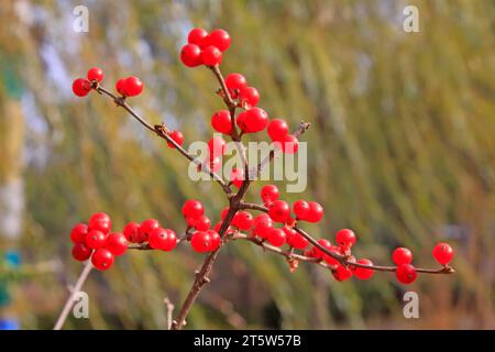 Lonicera maackii red spherical fruit in a park, closeup of photo Stock ...