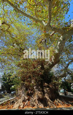 Texture with Platanus leaves. The plane trees are trees of the genus ...