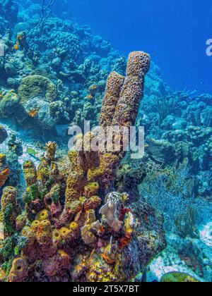 Callyspongia ,Cladochalina, aculeata, commonly known as the branching ...