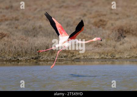 A Greater Flamingo flying, sunny morning in springtime, Camargue ...