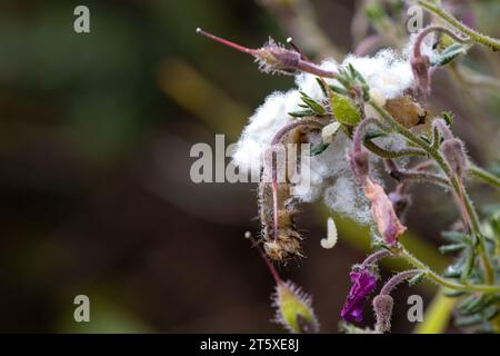 dead caterpillar parasitized by wasp moth hanging from a nettle ...