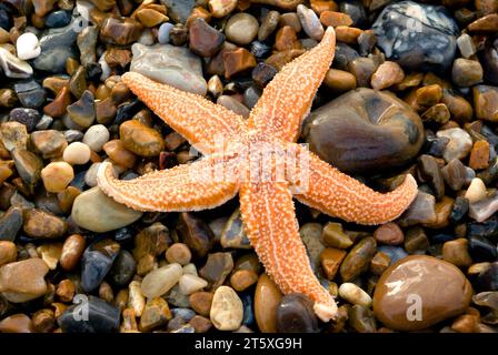Starfish Washed up on Beach Stock Photo - Alamy