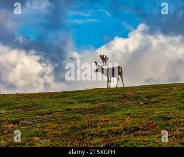 Beautiful wild reindeer with big antlers in the tundra of Norway Stock ...