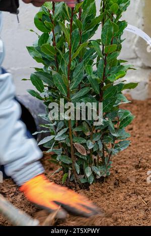 Young laurel plant with branches and green leaves, laurus nobilis ...