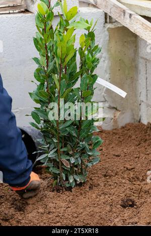 Young laurel plant with branches and green leaves, laurus nobilis ...