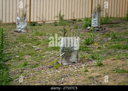 planting trees in tree guards on a regenerative farm in australia Stock ...