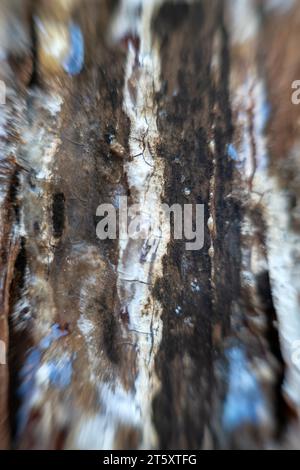 Forestry, forest products. Streaks of resin (barrois) on fir-tree(not ...