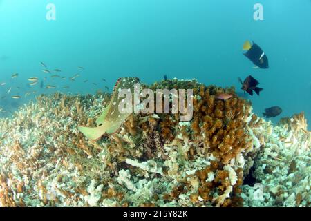 underwater corals destroyed by hurricane dead coral reef. Global ...