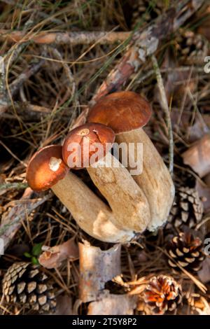 Triple Boletus mushroom in the wild. Porcini mushroom (cep, porcino or ...