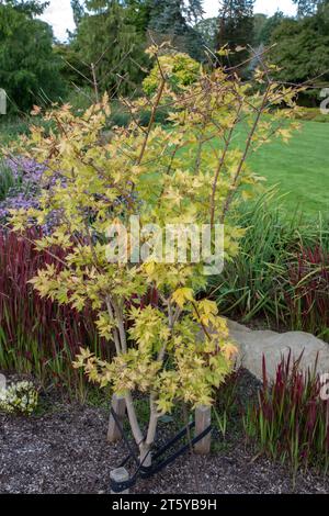 Acer palmatum 'Summer Gold' Japanese maple leaves displaying red tinged ...
