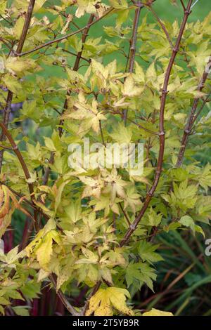 Acer Palmatum Summer Gold Japanese Maple Stock Photo - Alamy