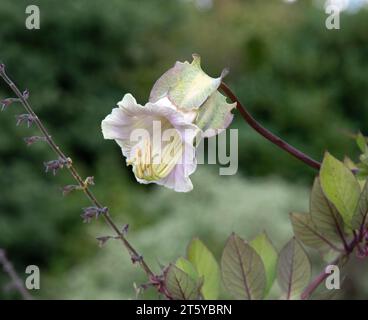 Cathedral bells or cup-and-saucer (Cobaea scandens) is a perennial ...