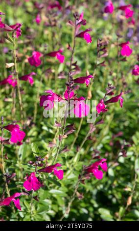Salvia 'Raspberry Royale'. Sage Stock Photo - Alamy