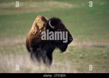 Bison near Hole in the Ground, Whitman County, Washington Stock Photo ...