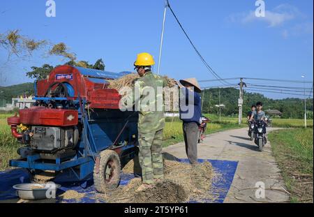 VIETNAM, Yen Bai Province, Cam Nhan, farmer thresh rice after harvest ...