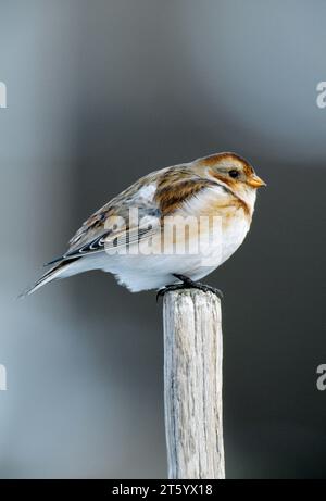Snow Bunting; Plectrophenax nivalis Single in Snow Scotland; UK Stock ...