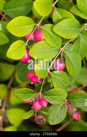 Chenault’s Coralberry, Fruits, Symphoricarpos, berries, Shrub, Seeds ...