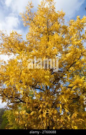 Pecan tree, fall, Autumn, Carya illinoinensis, leaves, Yellow, Foliage ...