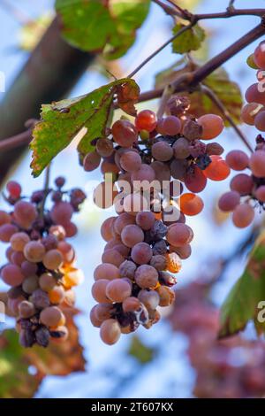 golden ripe grapes of Rkatsiteli in a vineyard before harvest, Kakheti ...