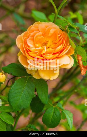 Rose Garden, Tyler, Texas - largest rose garden in the US Stock Photo ...