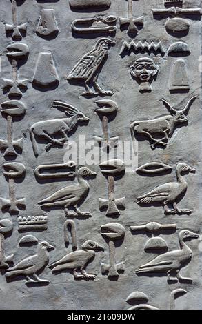 Drawings, images and hieroglyphic texts on ancient Egyptian walls Stock ...