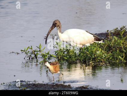 African sacred ibis, Pharaonenibis, Ibis sacré, Threskiornis ...