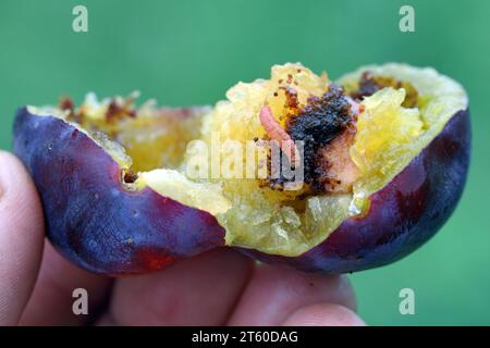 Plum Fruit Moth (Cydia funebrana) caterpillar in a fruit, orchard in ...