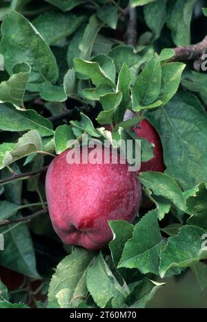 Red delicious apples, Chelan County, Washington Stock Photo - Alamy