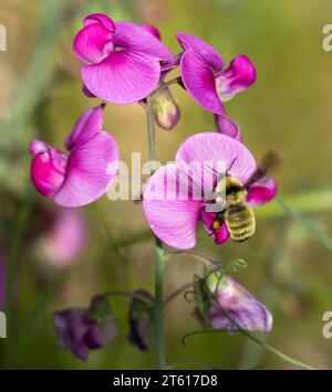 A large Bumblebee hovering over Sweet Pea flowers of a beautiful pink ...