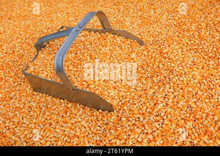 Corn seeds and seal dustpan Stock Photo - Alamy