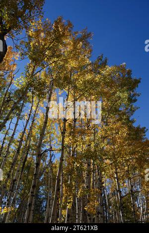 A group of ponderosa pine trees turn yellow during autumn as the ...