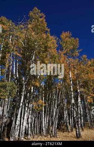 A group of ponderosa pine trees turn yellow during autumn as the ...