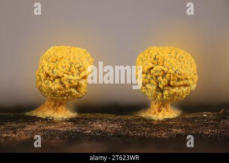 Physarum sulphureum, golden slime mold from Finland, microscope image ...