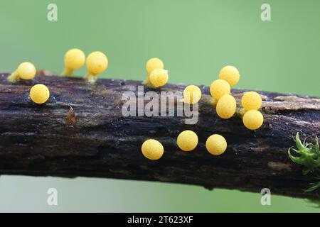 Physarum sulphureum, golden slime mold from Finland, no common English ...