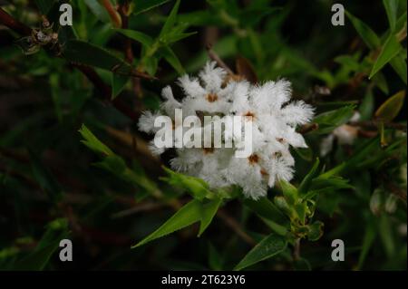 Woolly Rice-flower (Pimelea octophylla Stock Photo - Alamy