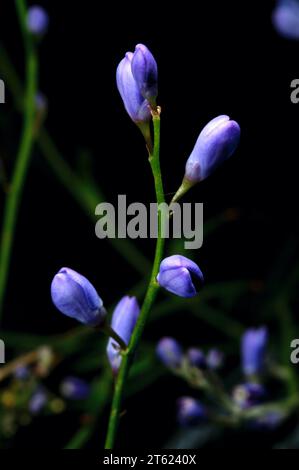Love Creeper (Comesperma Volubile) twines itself around branches and ...