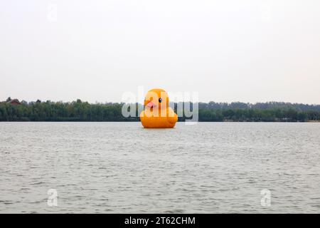Giant rubber duck in the central lake, Tangshan, China Stock Photo - Alamy