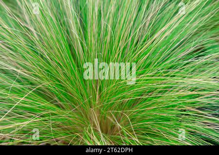 Stipa tenuifolia in the botanical garden, Chinese Stock Photo - Alamy