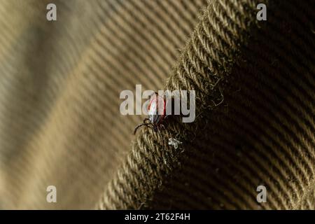 A dangerous insect mite on the tissue surface creeps toward the target ...