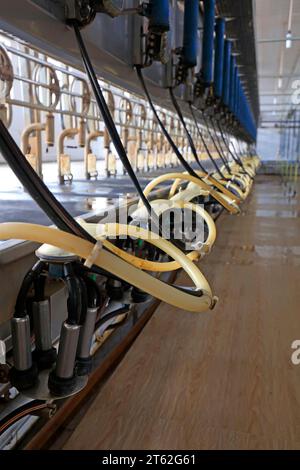 Milking parlor in dairy farm Stock Photo - Alamy