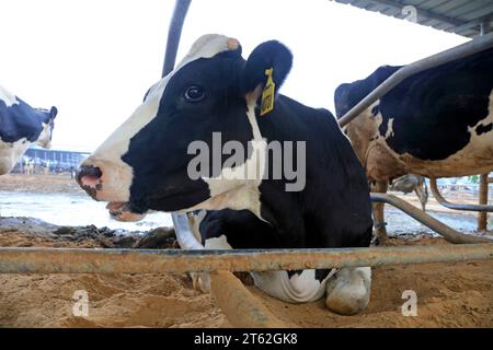 Cows lying in bed Stock Photo - Alamy