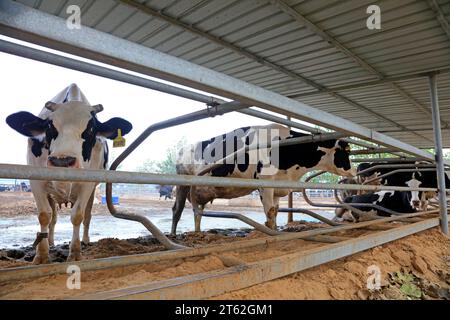 Cows lying in bed Stock Photo - Alamy