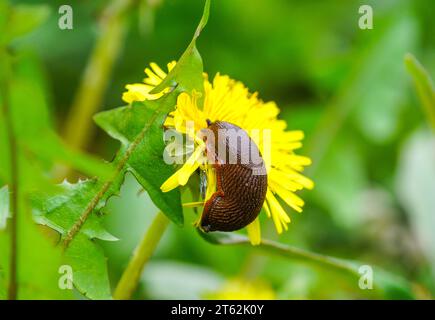 Land slug, shell-less terrestrial gastropod mollusc Stock Photo - Alamy
