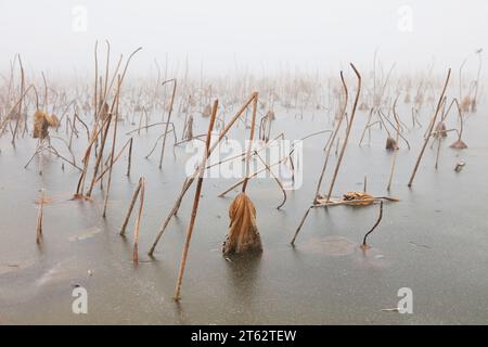 Winter Lotus scenery in the park Stock Photo - Alamy