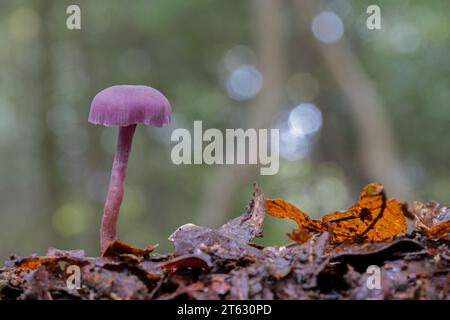 Amethyst deceiver fungi on Southampton Common Stock Photo - Alamy