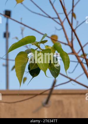 This is a Ficus leaf image. In local language called Pipal ka Pasta ...