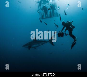 The great white shark MEXICO SPINE CHILLING images of the great white ...
