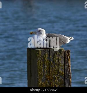 Most resident Great Black-backed Seagull breed and remain on the west ...