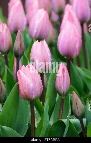 Pink Darwin Hybrid tulips (Tulipa) Light and Dreamy bloom in a garden ...