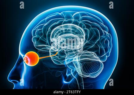 Eye x-ray profile close-up view 3D rendering illustration with body ...